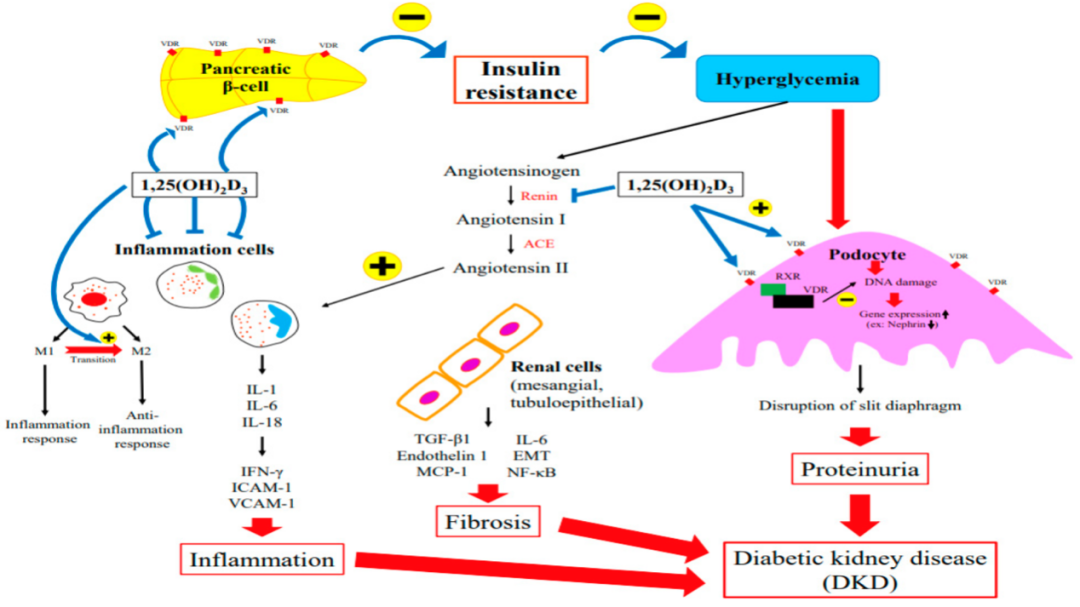 专家视野｜维生素D延缓糖尿病肾病进展的机制和最新循证证据总结-常笑医学网